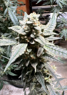 MyloGrows - Cake Stomper X Northern Lights - 5 Pack (A) - Coastal Mary ...